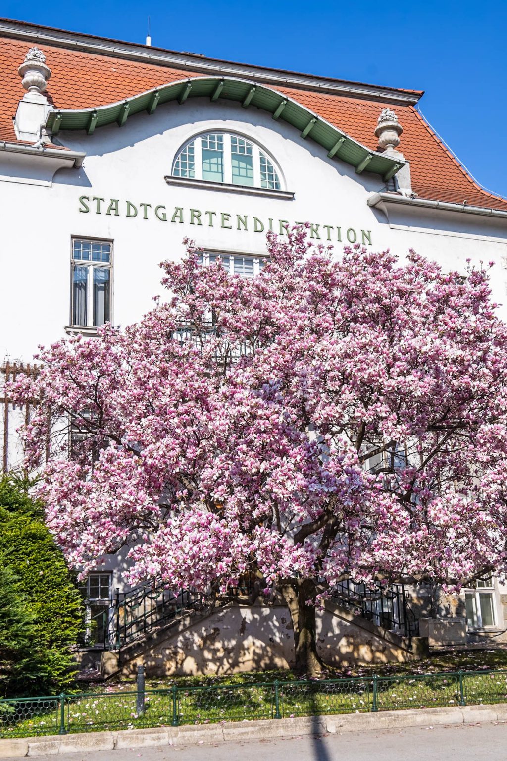 The best places to see magnolia and cherry blossoms in Vienna – Know ...